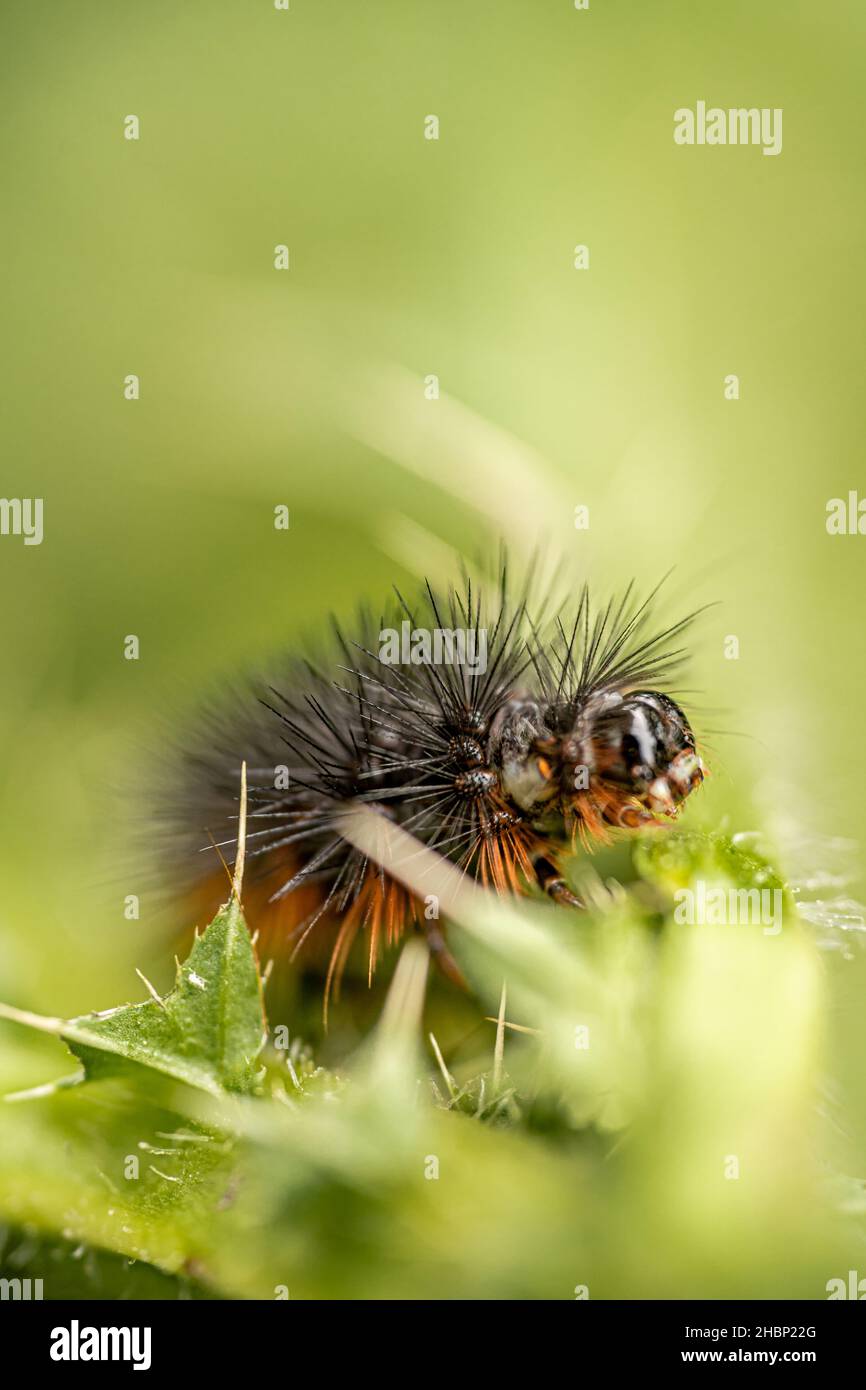 Macro photography of hylesia nigricans, black caterpillar Stock Photo ...
