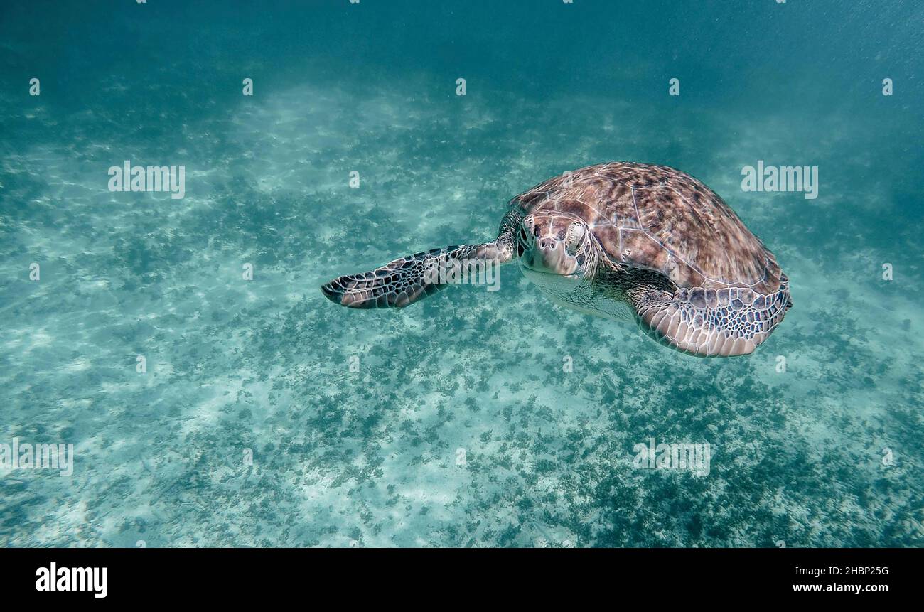 Large sea turtle hi-res stock photography and images - Alamy