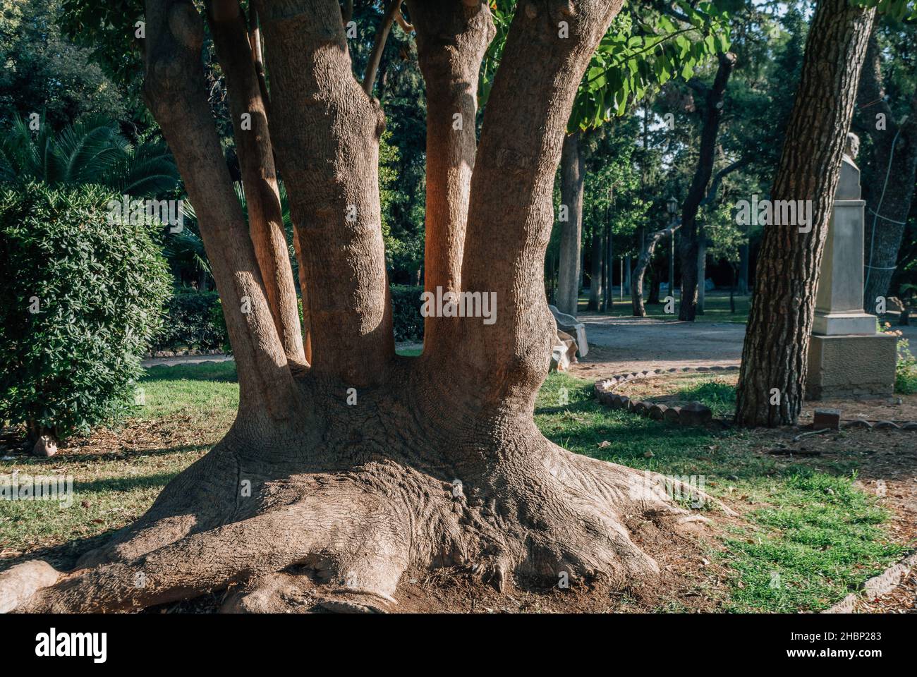 Giant grass tree hi-res stock photography and images - Alamy