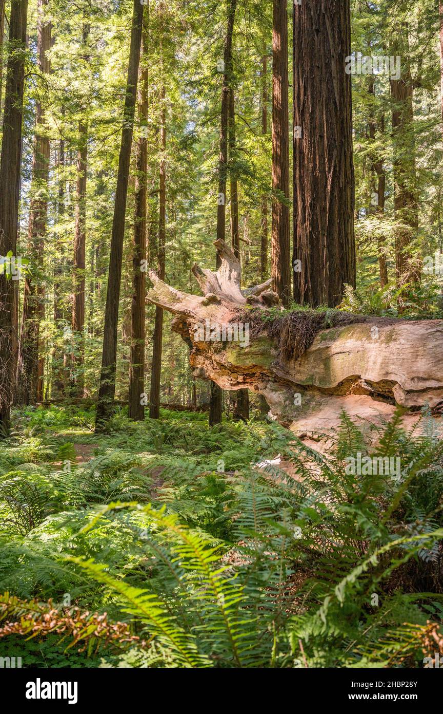 Dead sequoia hi-res stock photography and images - Alamy