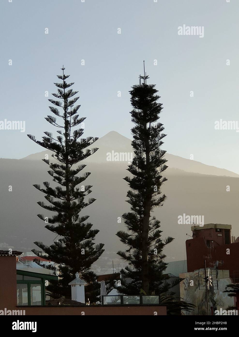 Volcano between two trees in Tenerife Stock Photo - Alamy