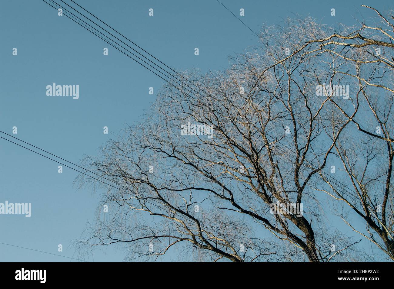 A low angle shot of trees under transmission wires Stock Photo - Alamy