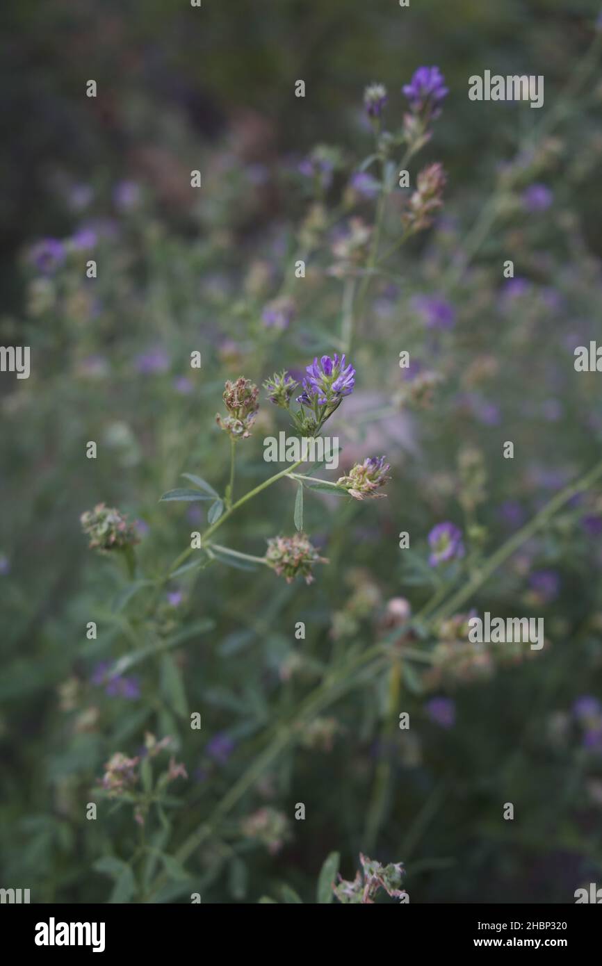 Alfalfa plant garden hi-res stock photography and images - Alamy