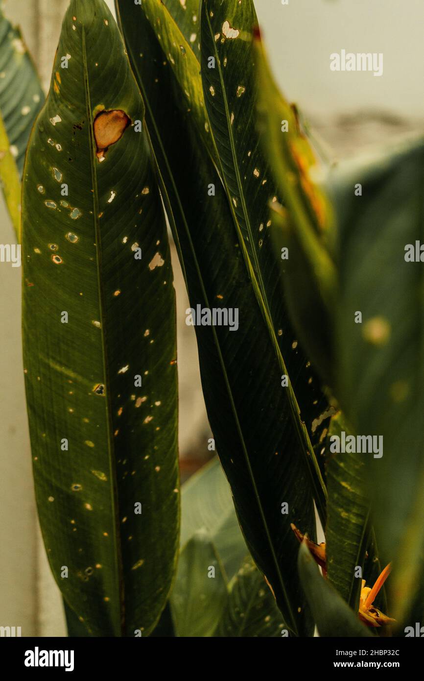 A vertical closeup shot of spotted rotting leaves on an indoor plant ...