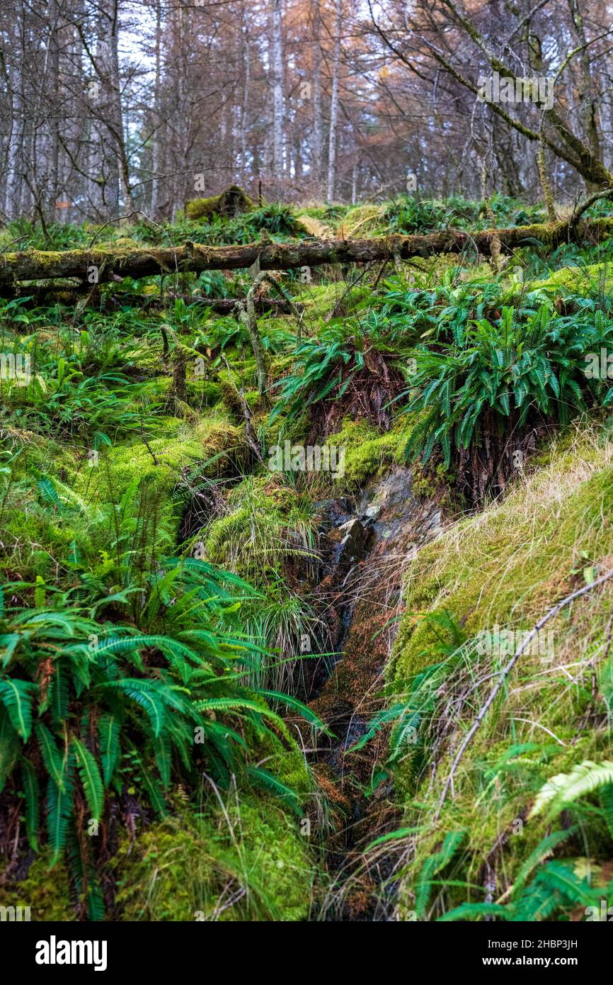 Corpach and Ben Nevis, Fort William, Highland, Scotland, UK Stock Photo ...