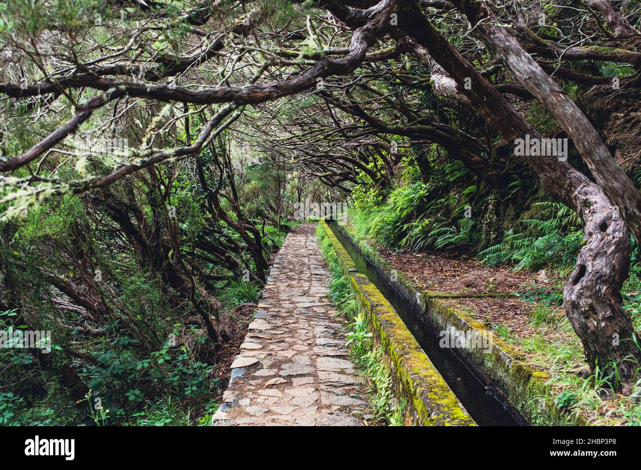 A Beautiful view of a Levada with flowers and plants in Madeira Stock ...