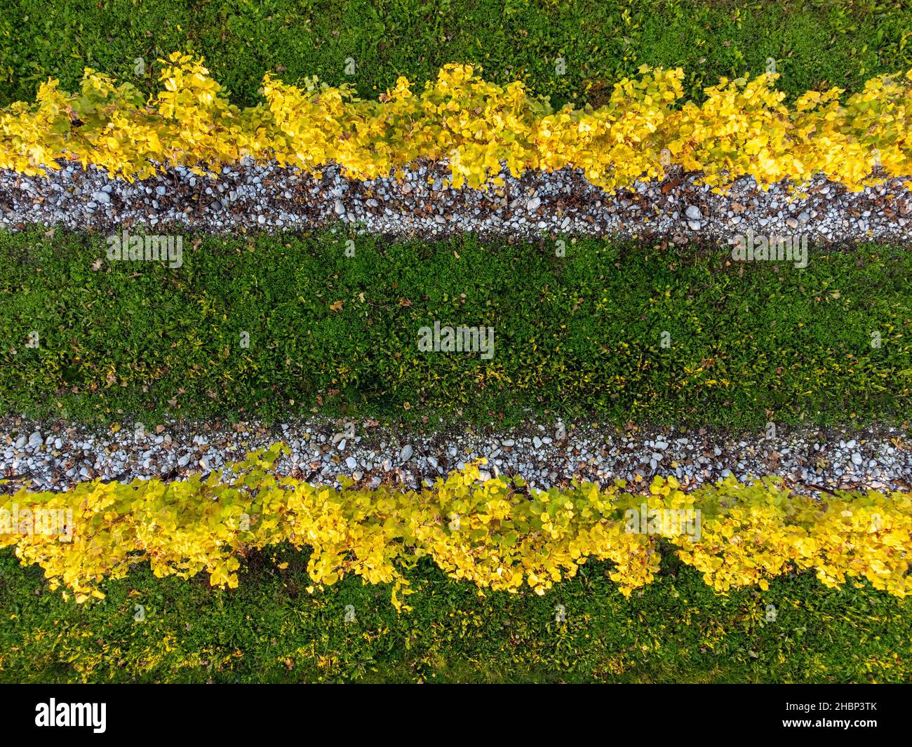 A top view of yellow shrubs in vineyards in autumn Stock Photo - Alamy