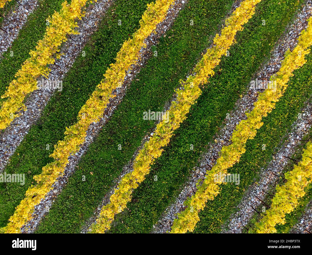 A top view of yellow shrubs in vineyards in autumn Stock Photo - Alamy