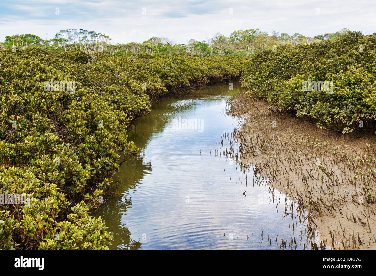 Along the Mangrove Boardwalk on the Rhyll Inlet wetlands walk - Phillip ...