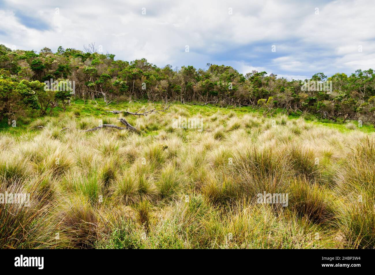 Bushland in the Rhyll Inlet State Wildlife Reserve - Phillip Island ...