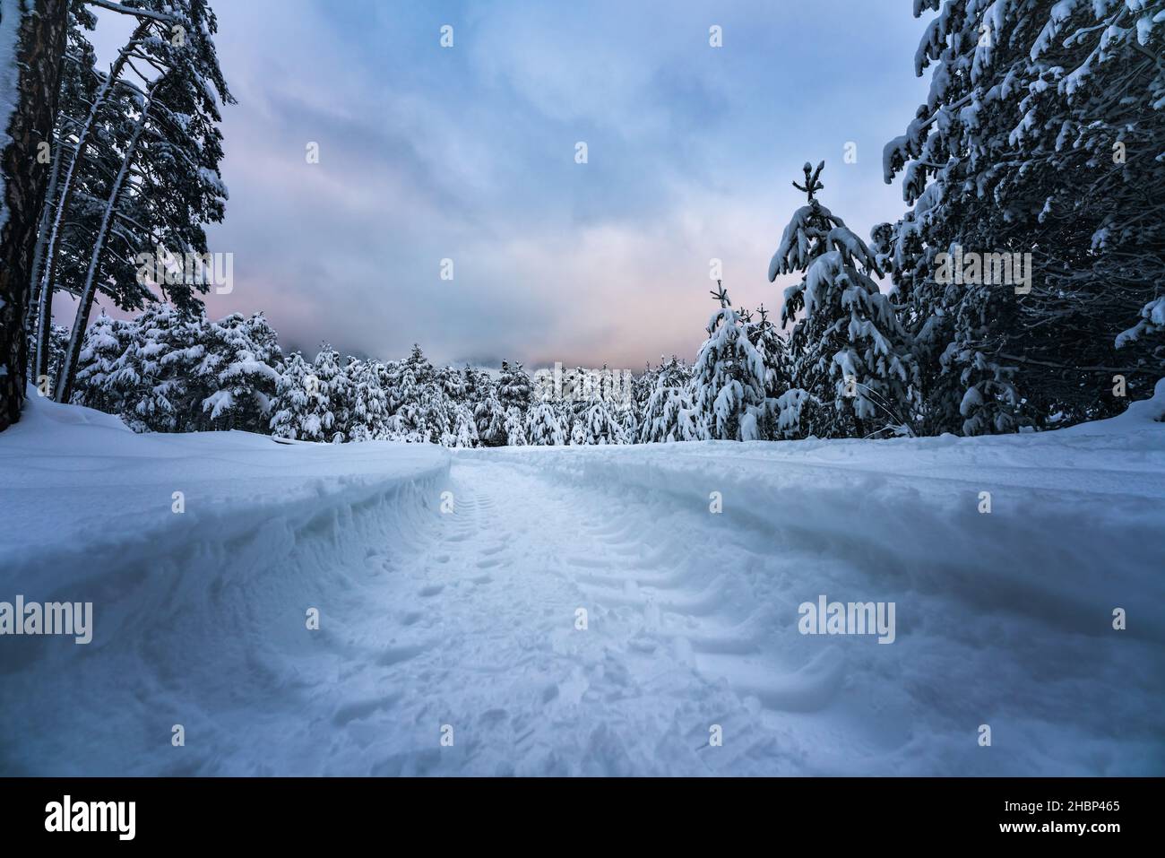 Offroad car track trough deep snow in alpine forest after sunset ...