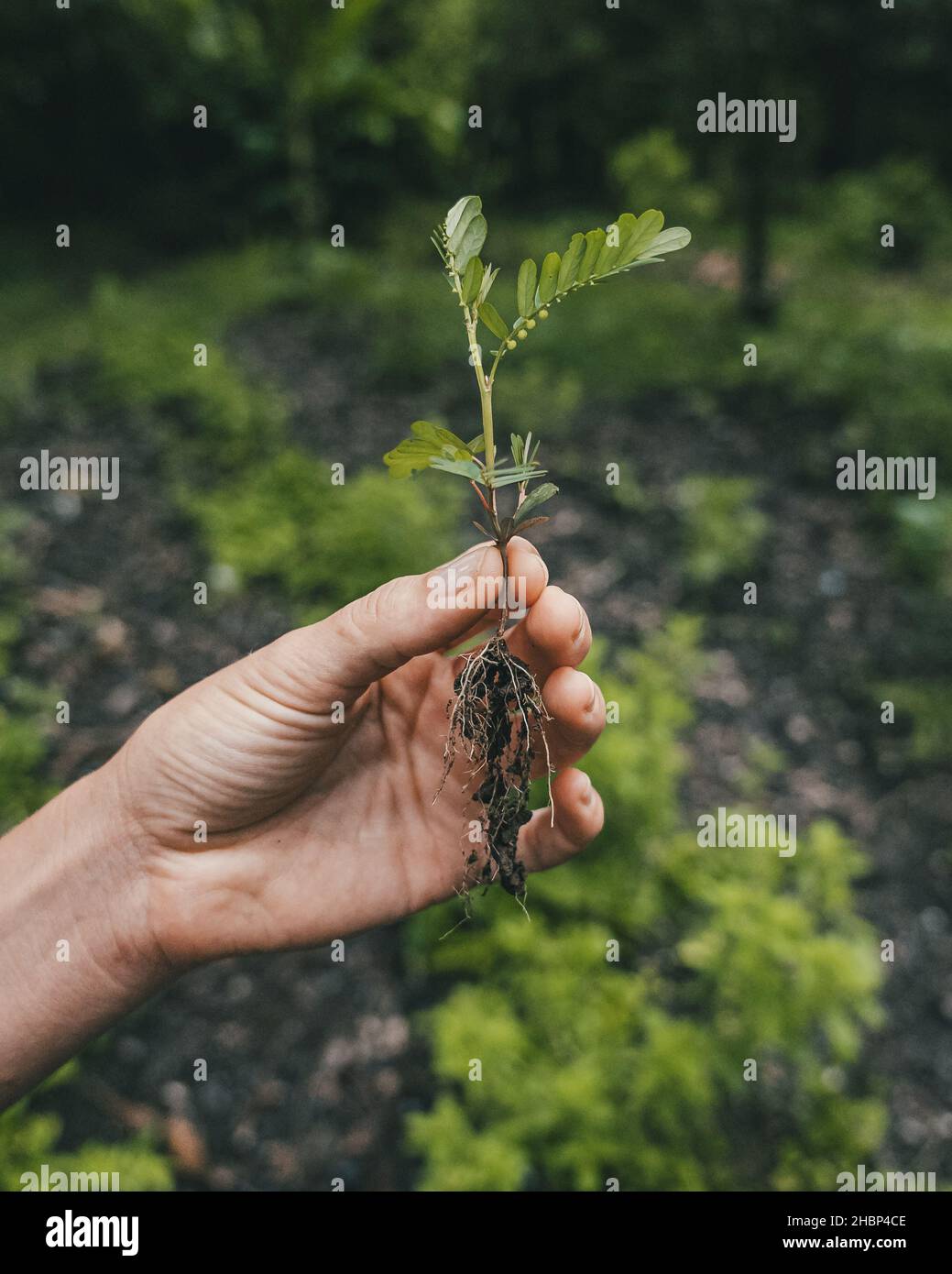 A close-up shot of a hand holding a plant in the field in Punta Mona ...
