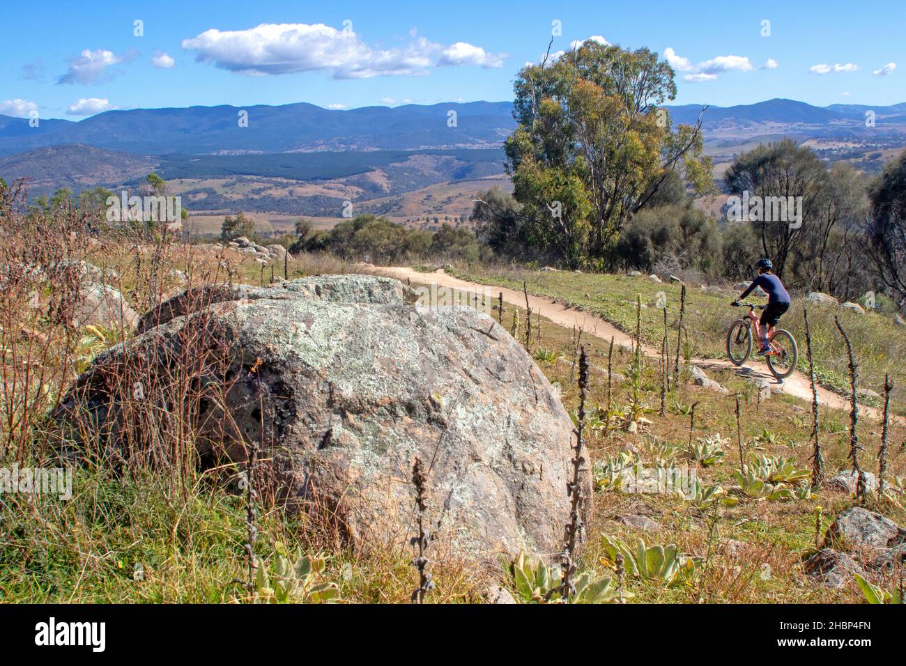 Wedgetail hi-res stock photography and images - Alamy