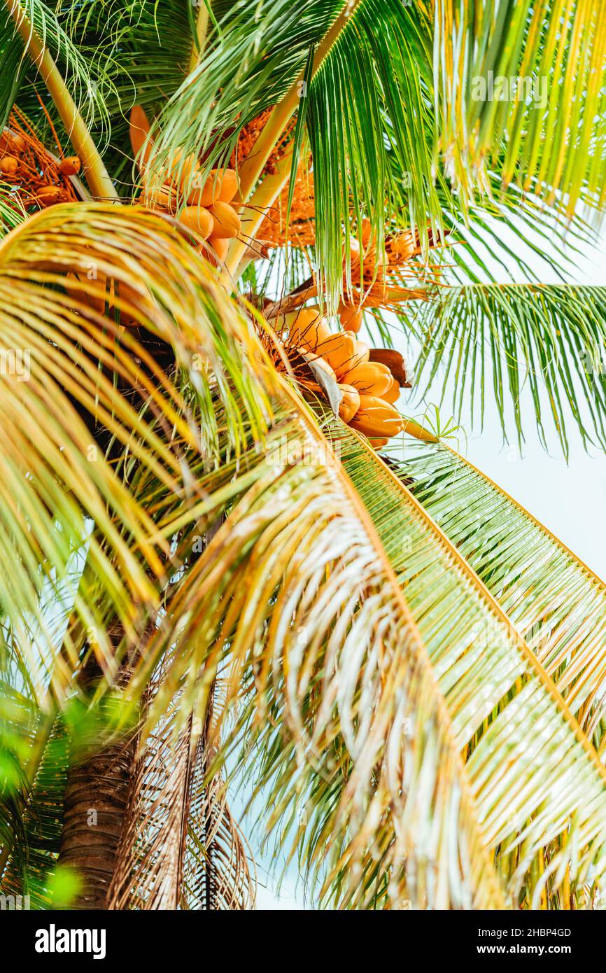 A vertical shot of a growing coconut tree Stock Photo - Alamy