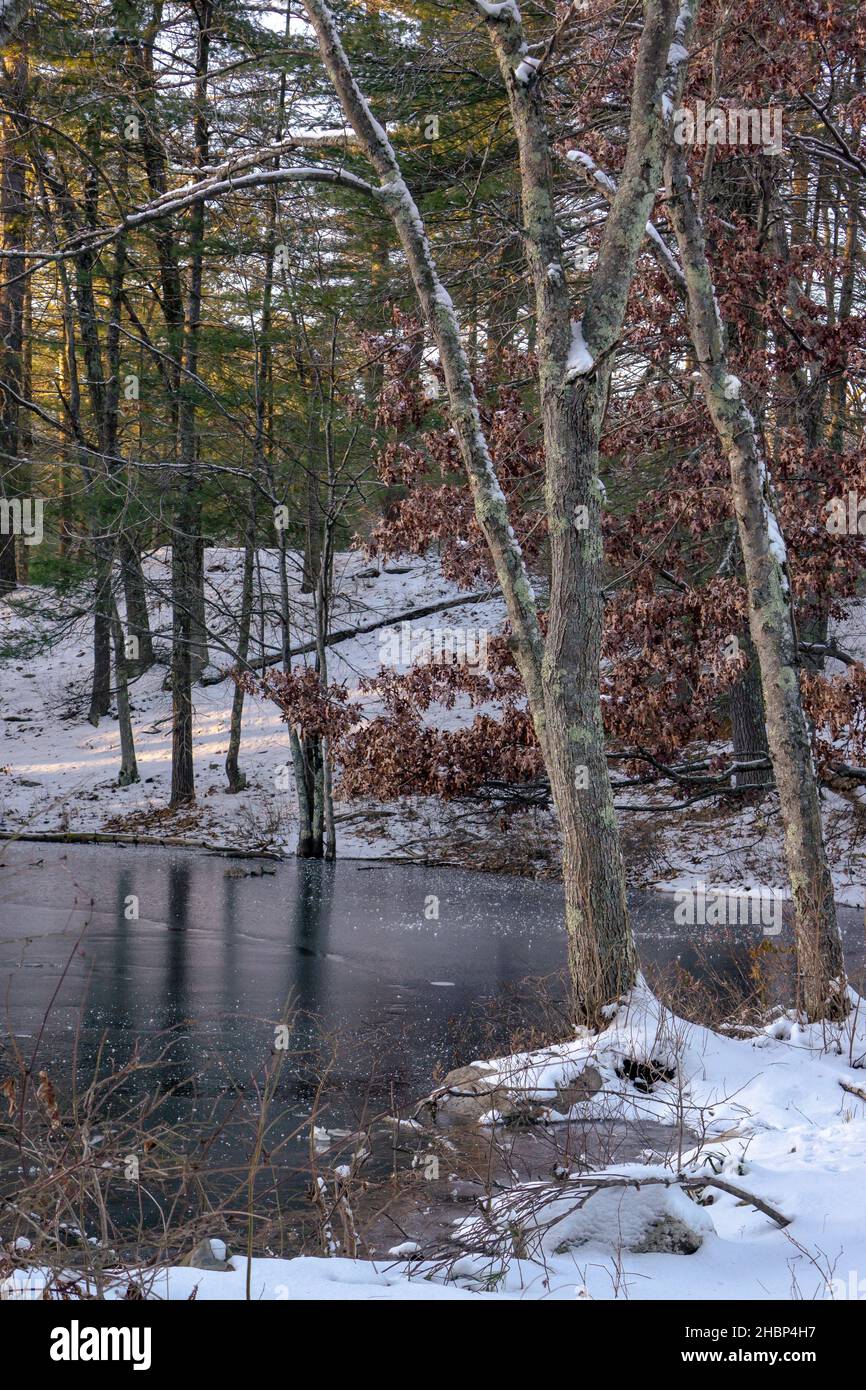 Forked tree with smooth bark next to frozen pond in forest Stock Photo ...