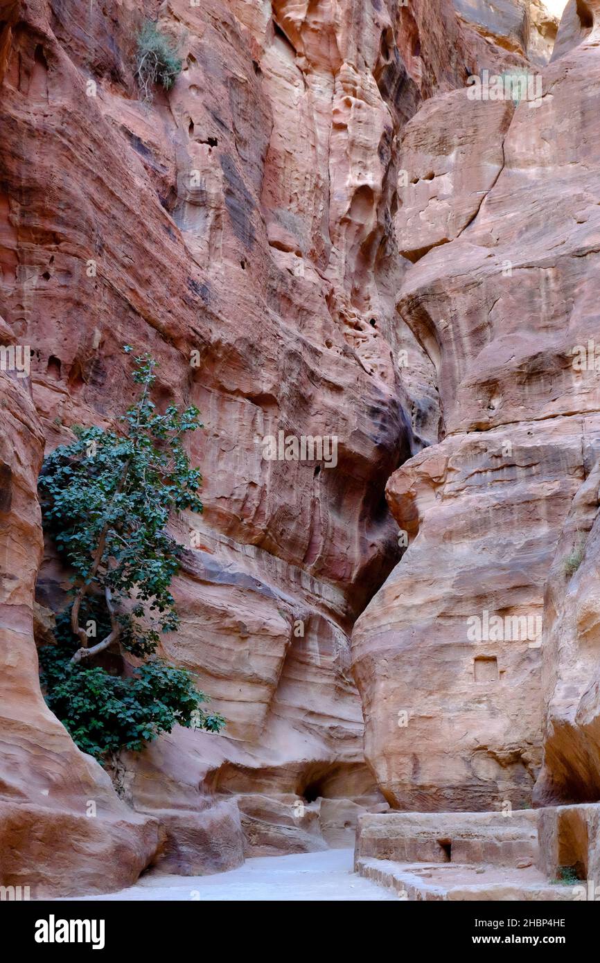 A vertical shot of a narrow pathway between huge rocks in Petra, Jordan ...