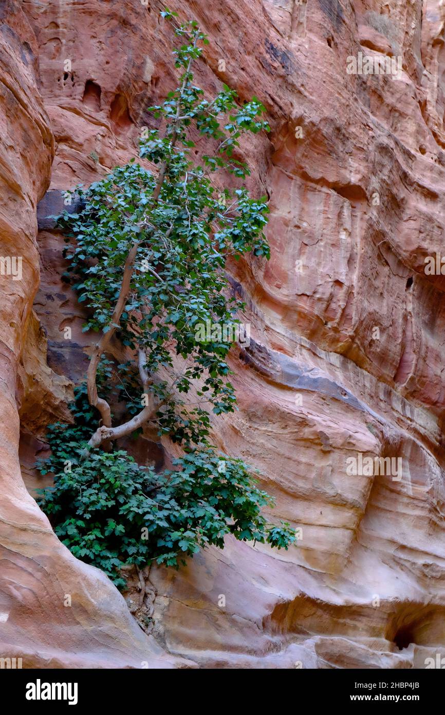 A vertical shot of a green tree growing on a huge rock in Petra, Jordan ...