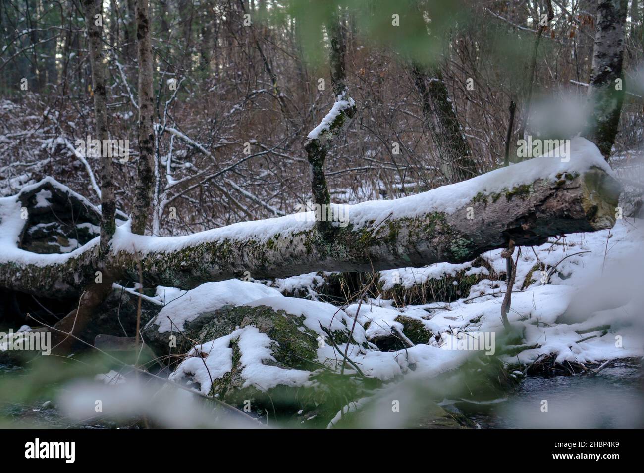 Fallen tree vines hi-res stock photography and images - Alamy