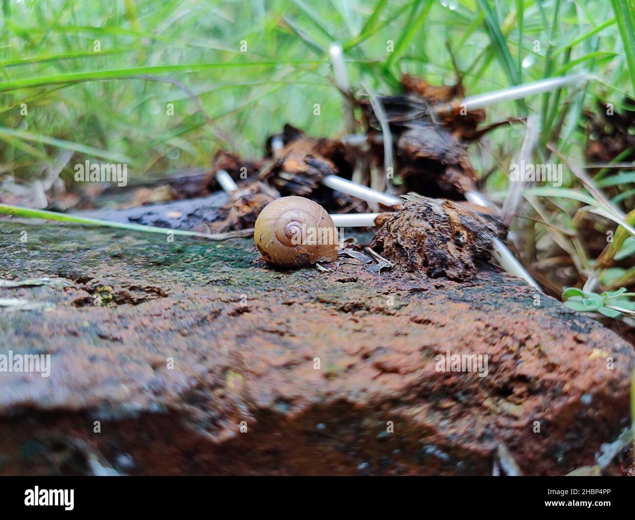 A small snail shell on a rock in Gulbarga, Karnataka, India Stock Photo ...