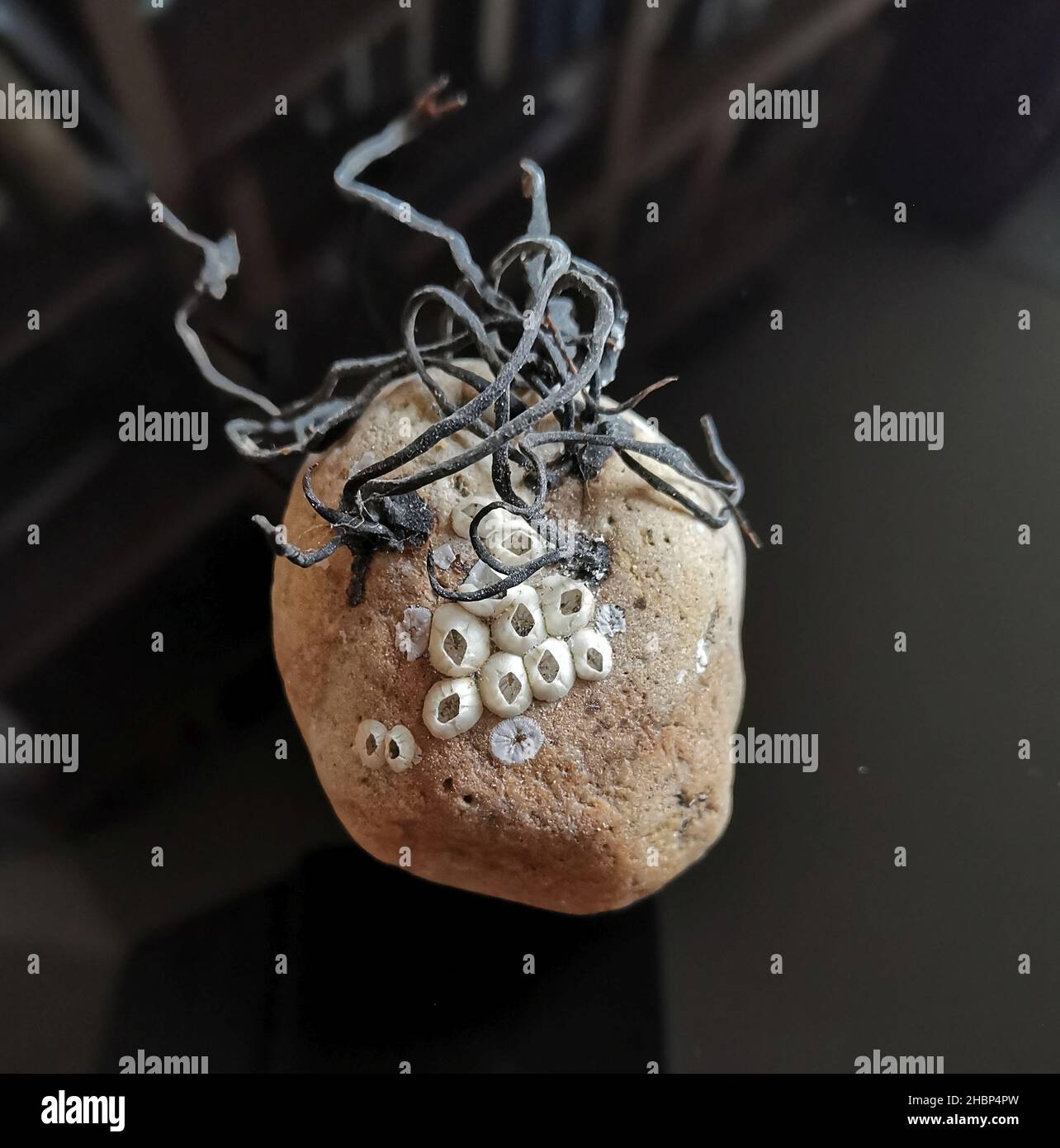 A closeup shot of a stone with barnacles and dry seaweed Stock Photo ...