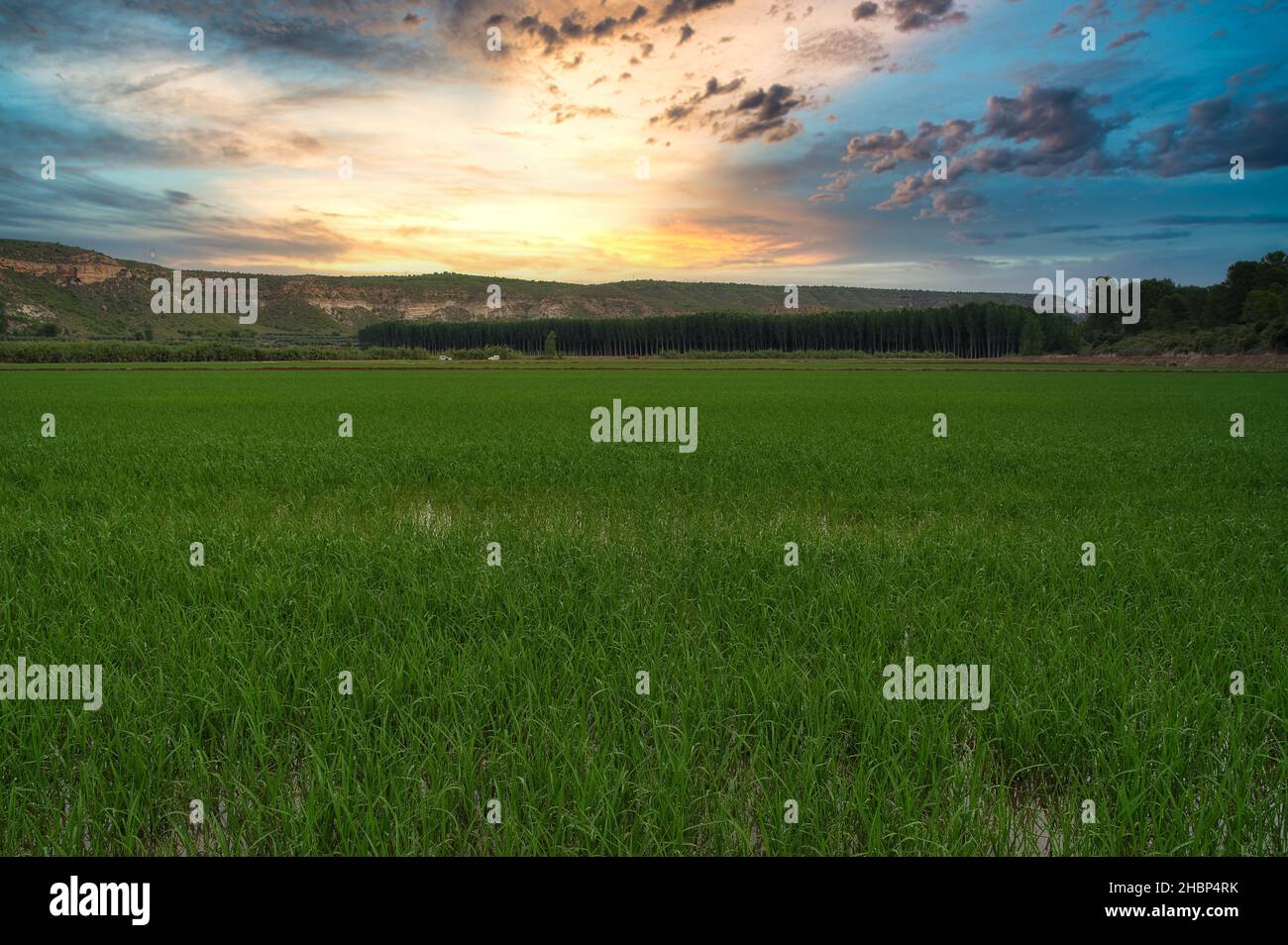 A beautiful view of a cultivated field on the sunset sky background ...