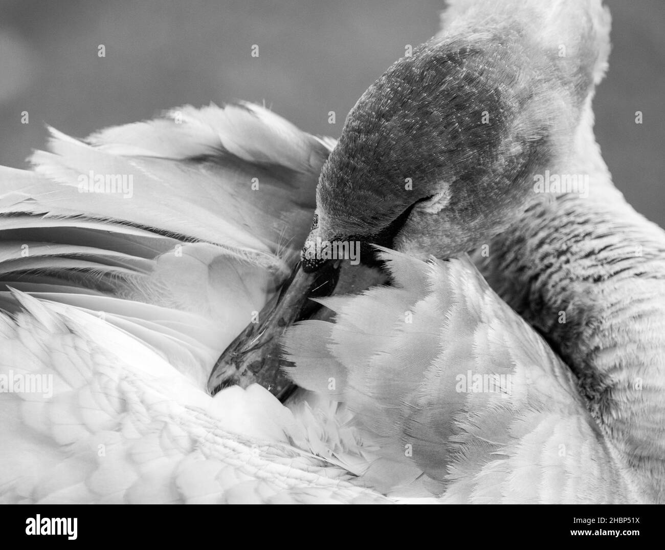 Cleaning bird Black and White Stock Photos & Images - Alamy