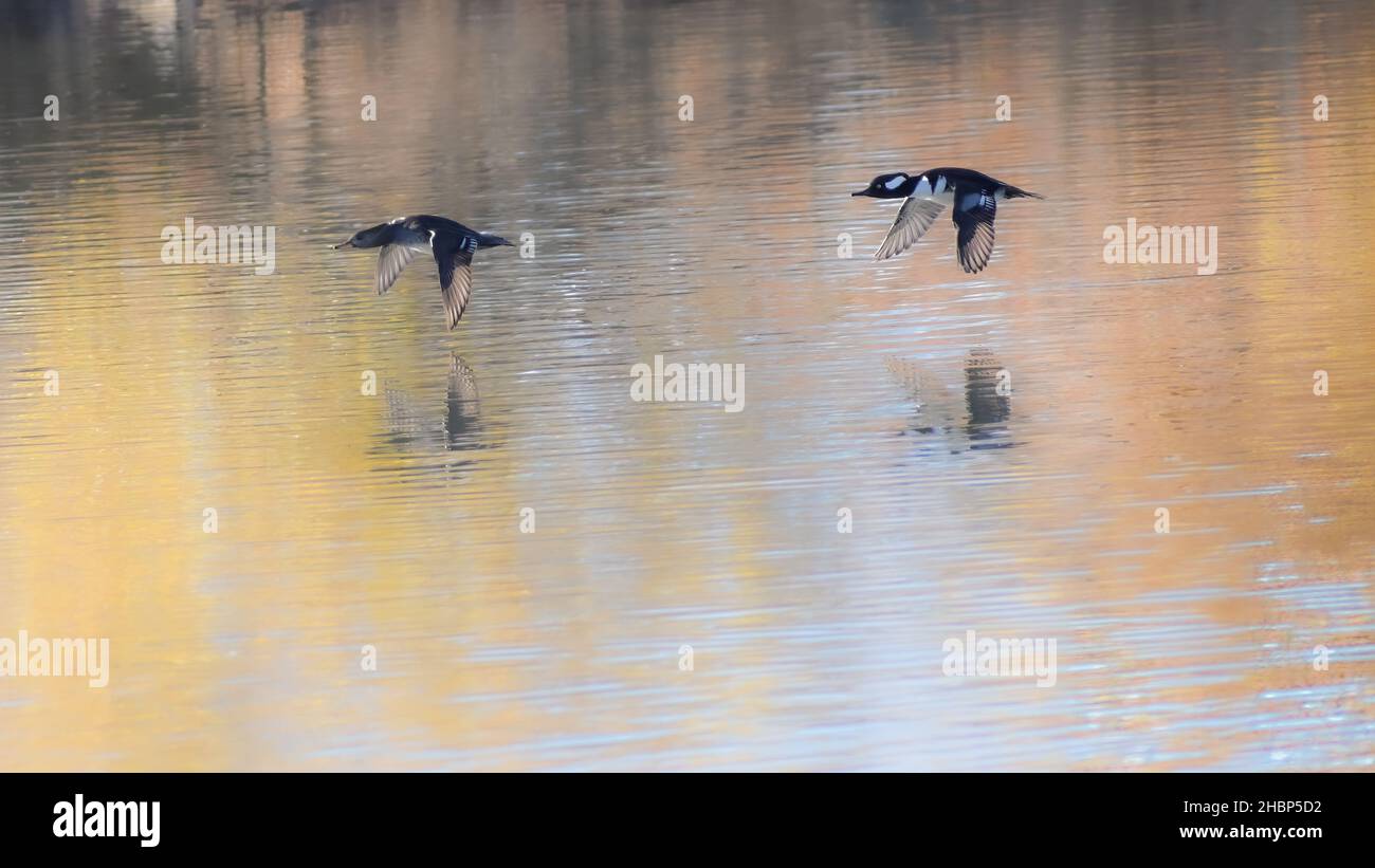 A beautiful shot of some birds flying over a lake in a par Stock Photo ...