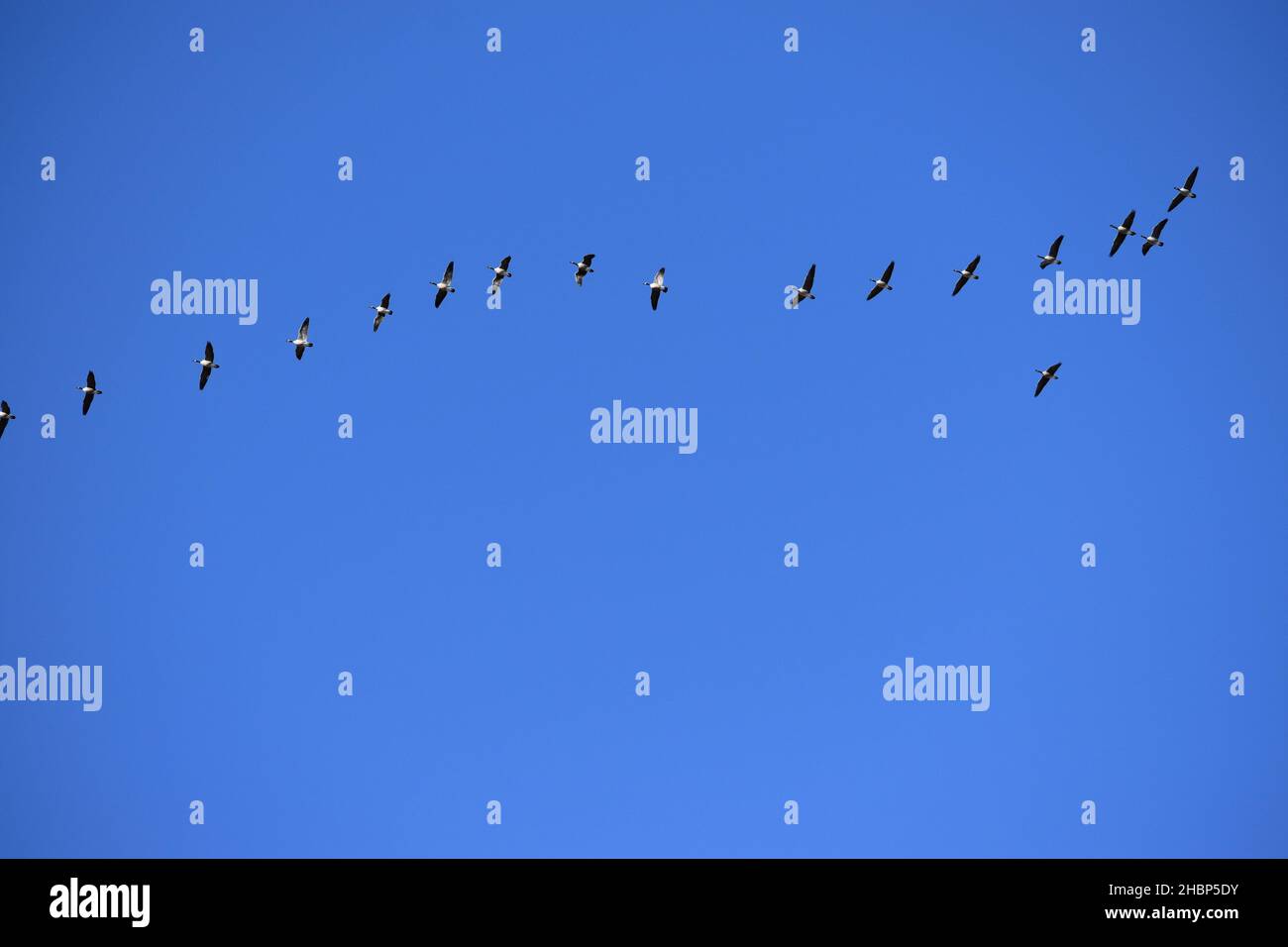A low angle shot of a bunch of birds flying in the clear skies Stock ...
