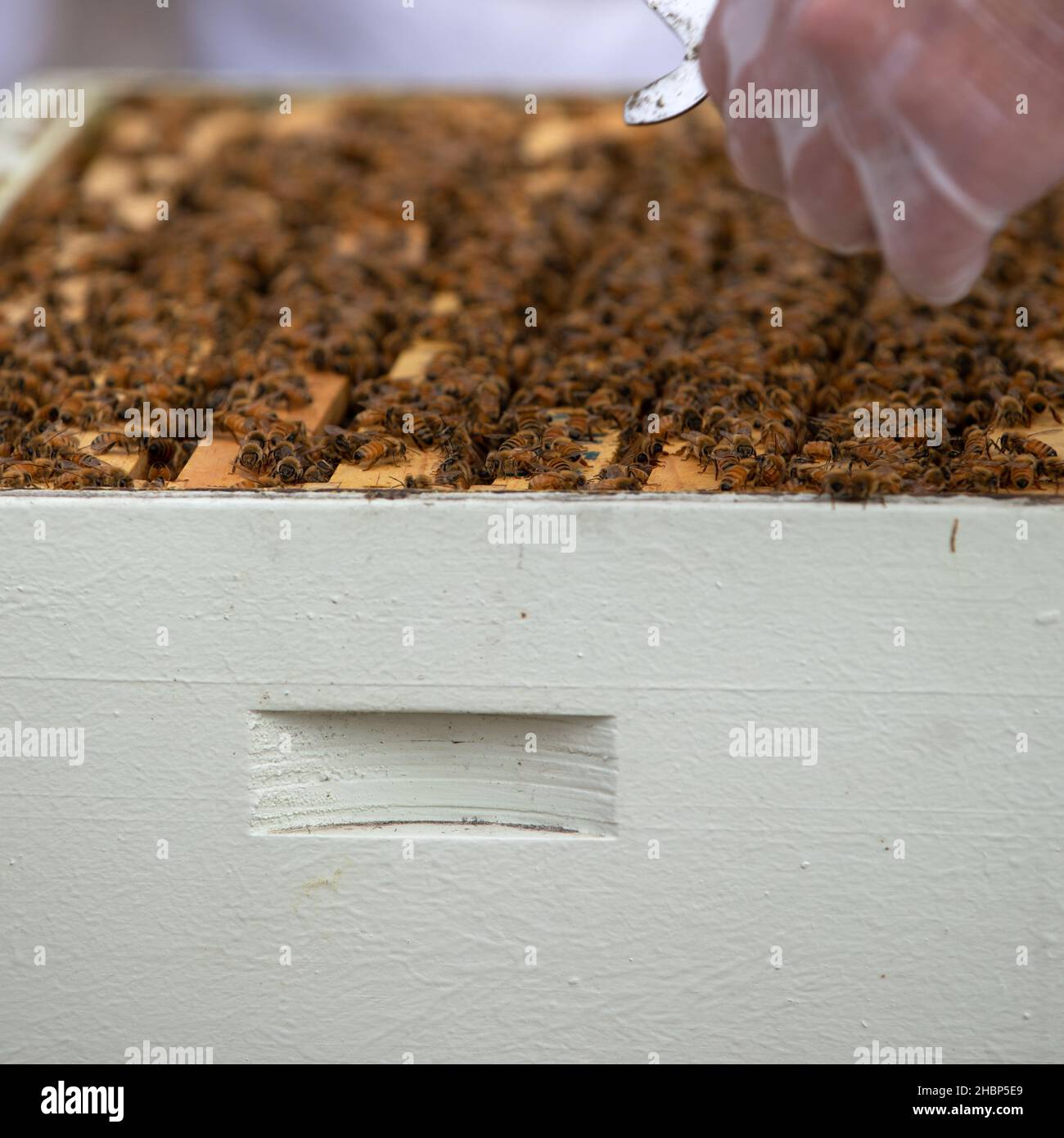 Very small bee colony hi-res stock photography and images - Alamy