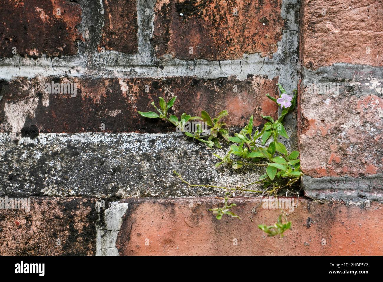 In between bricks hi-res stock photography and images - Alamy