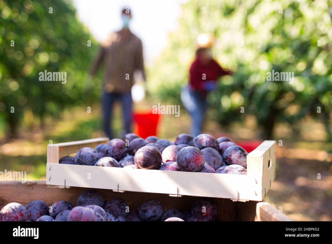 Wooden boxes with plums in plantation Stock Photo - Alamy