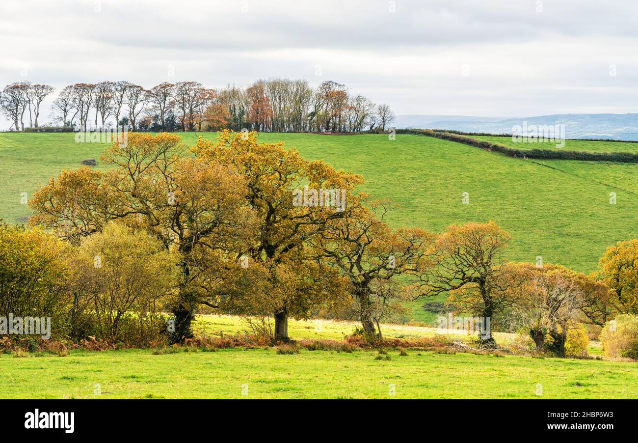 Farmlands, Meadows and Fields over Devon in the colors of fall, England ...