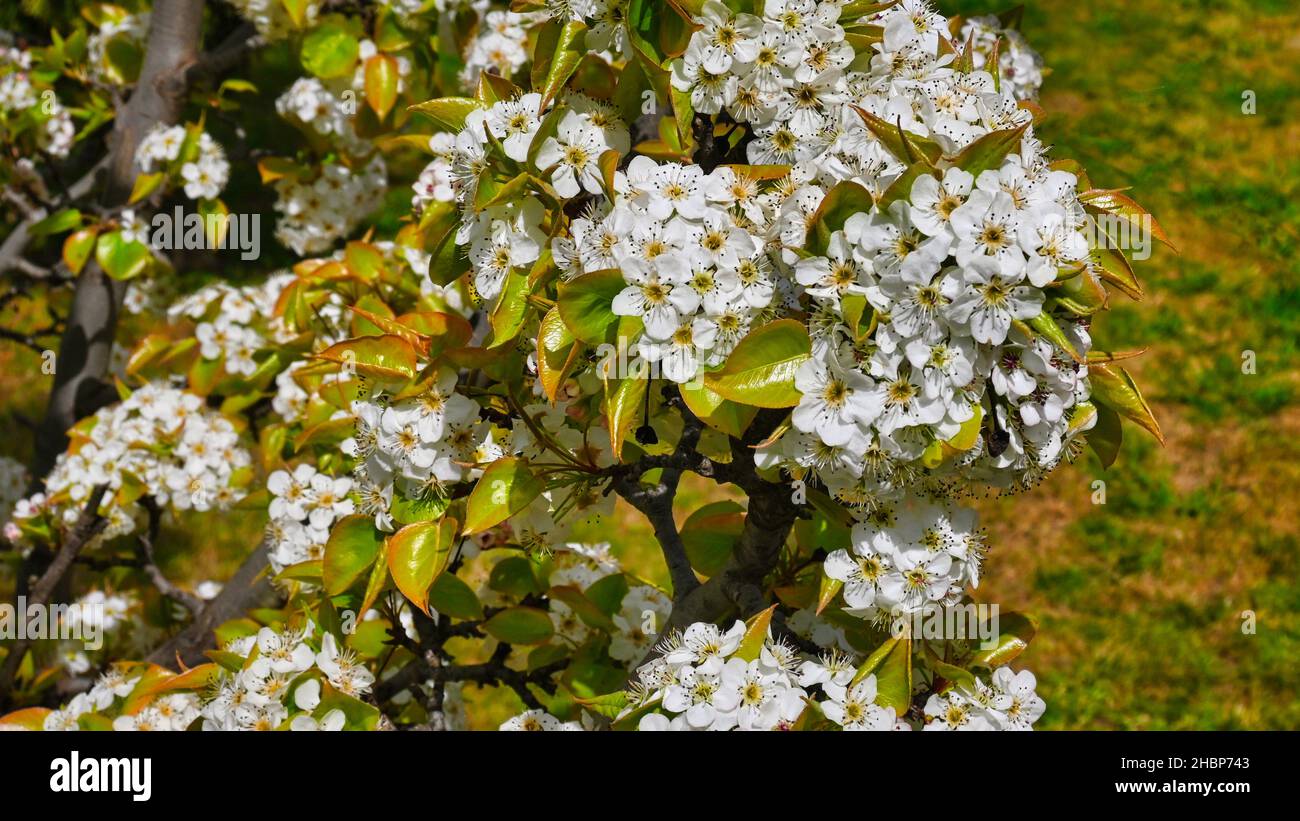 Flowering cherry australia hi-res stock photography and images - Alamy