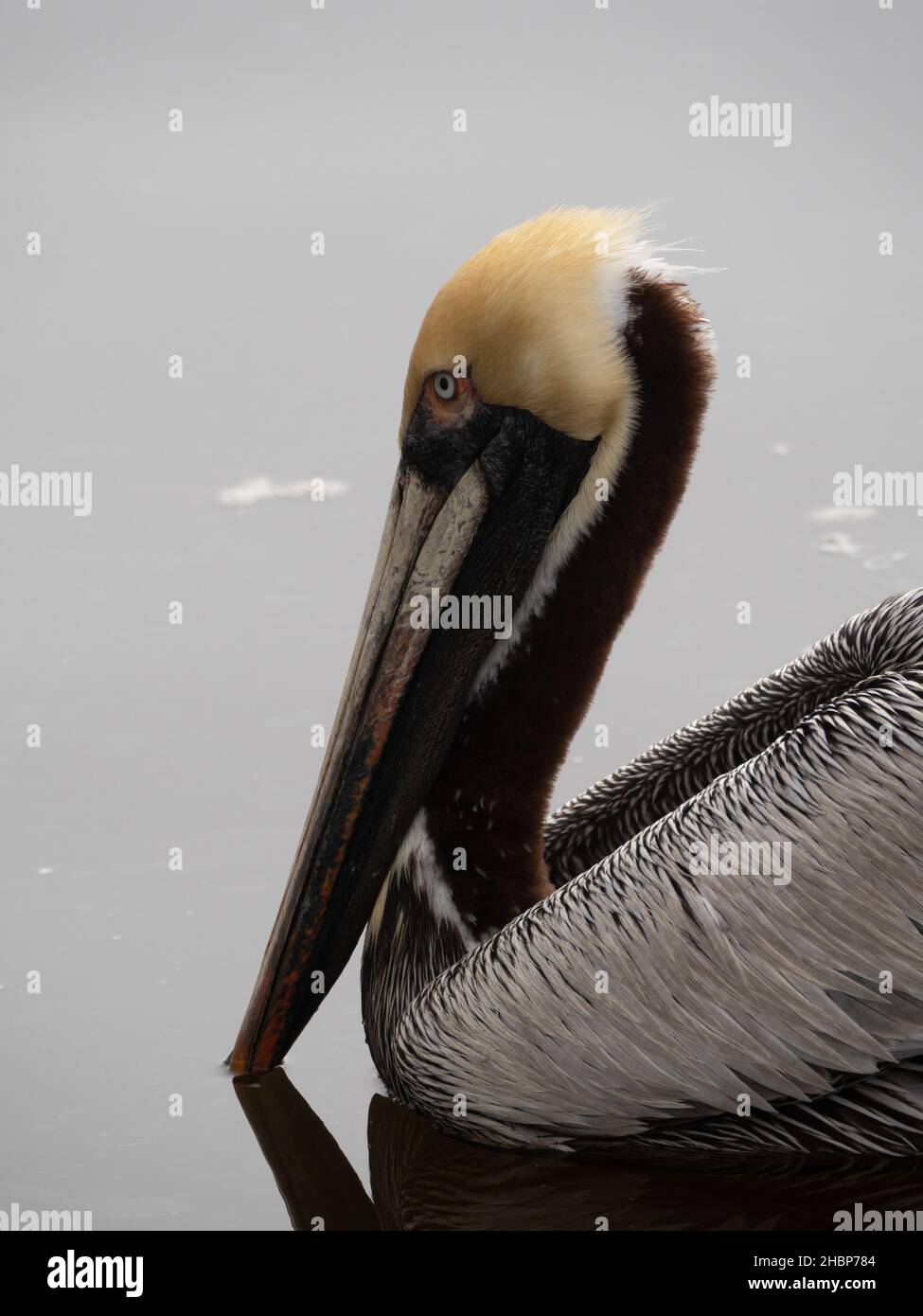 Close up of a breeding adult Brown Pelican in profile with yellow head ...