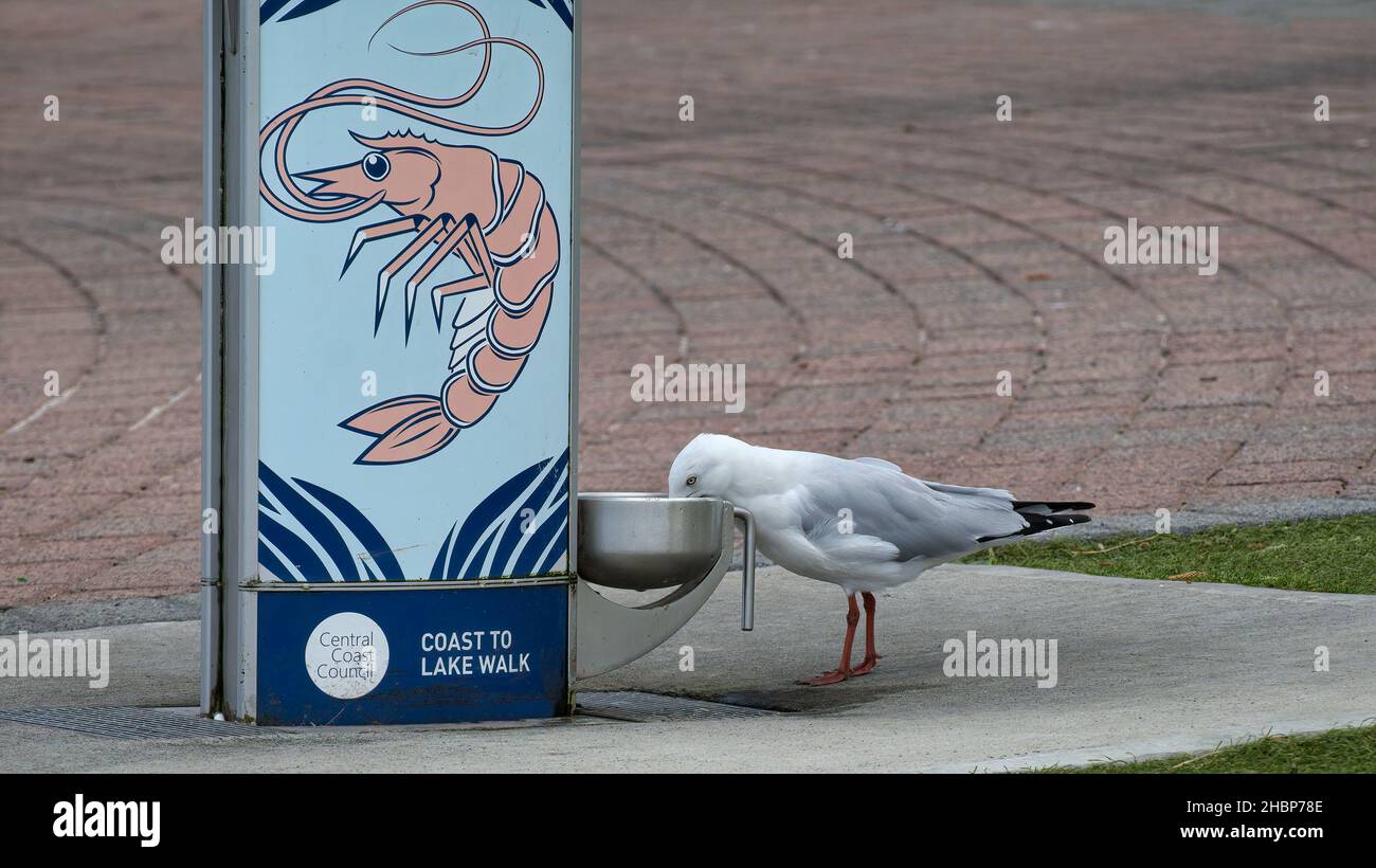 Drinking container hi-res stock photography and images - Alamy