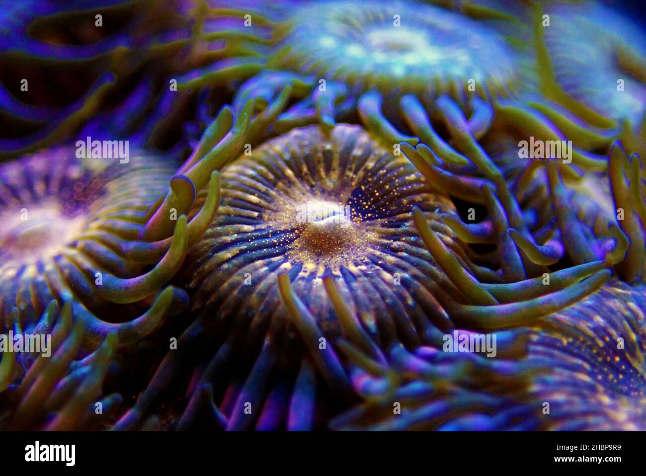 Zoanthid polyps hi-res stock photography and images - Alamy