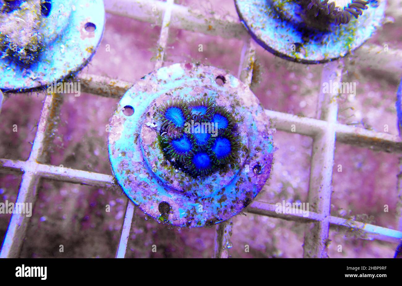 Blue Smurf small colony of amazing colorful zoanthids polyps Stock ...