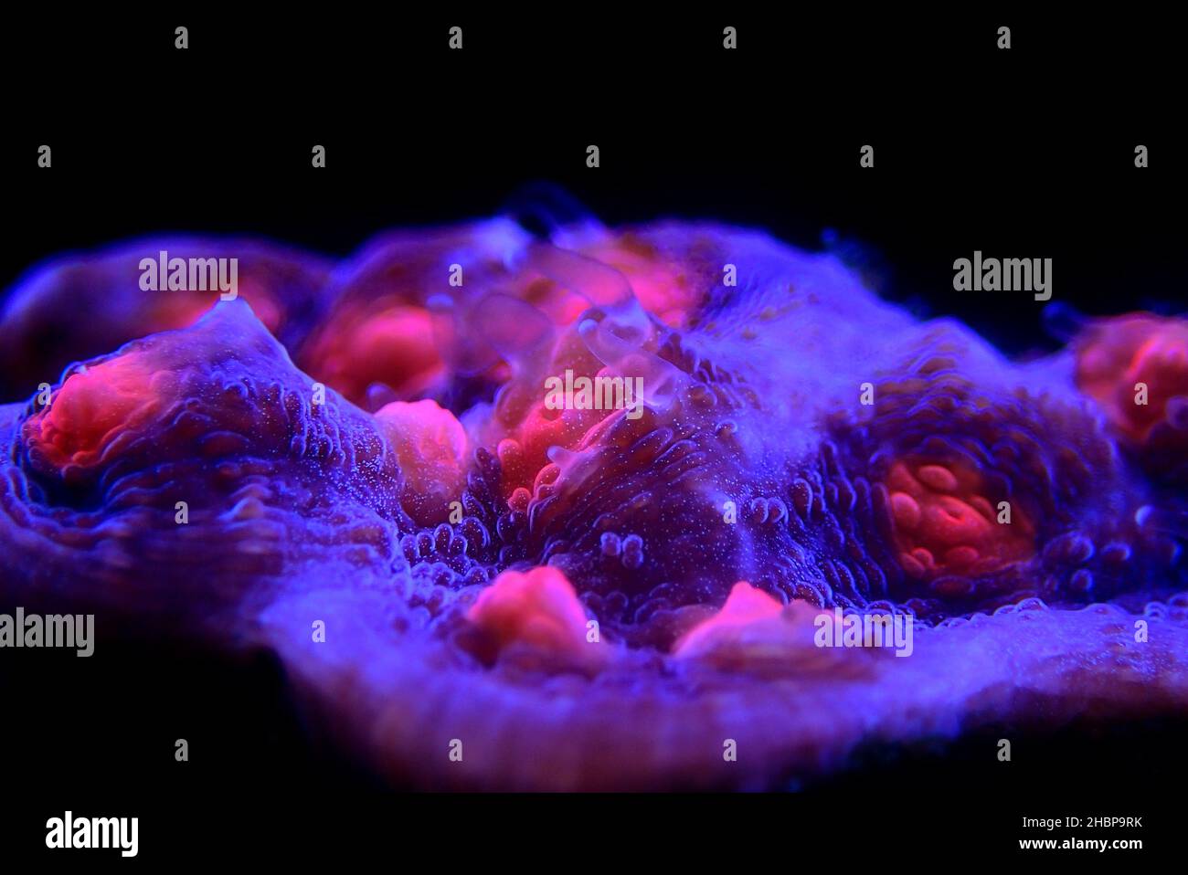 Cnidarian polyp coral hi-res stock photography and images - Alamy