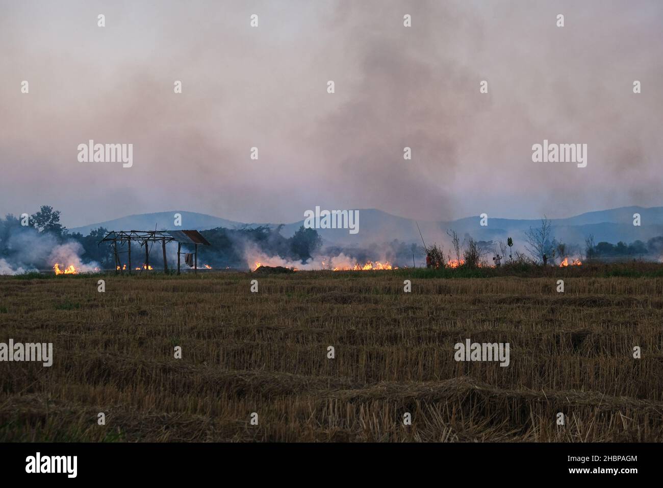 Hay rice field burn out with smoke evening sunset cause of air ...