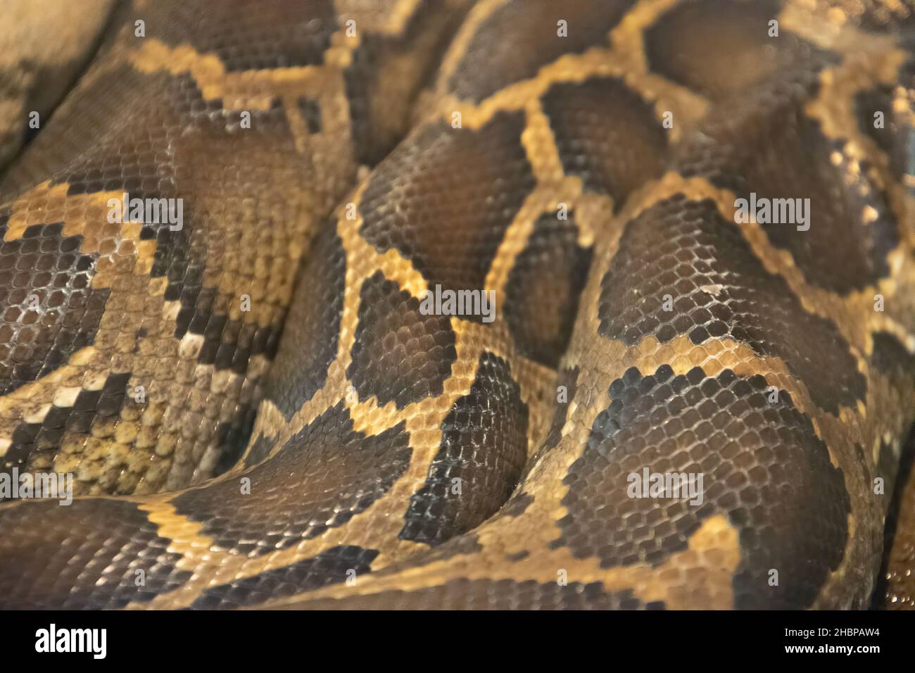 Reptilepets hi-res stock photography and images - Alamy
