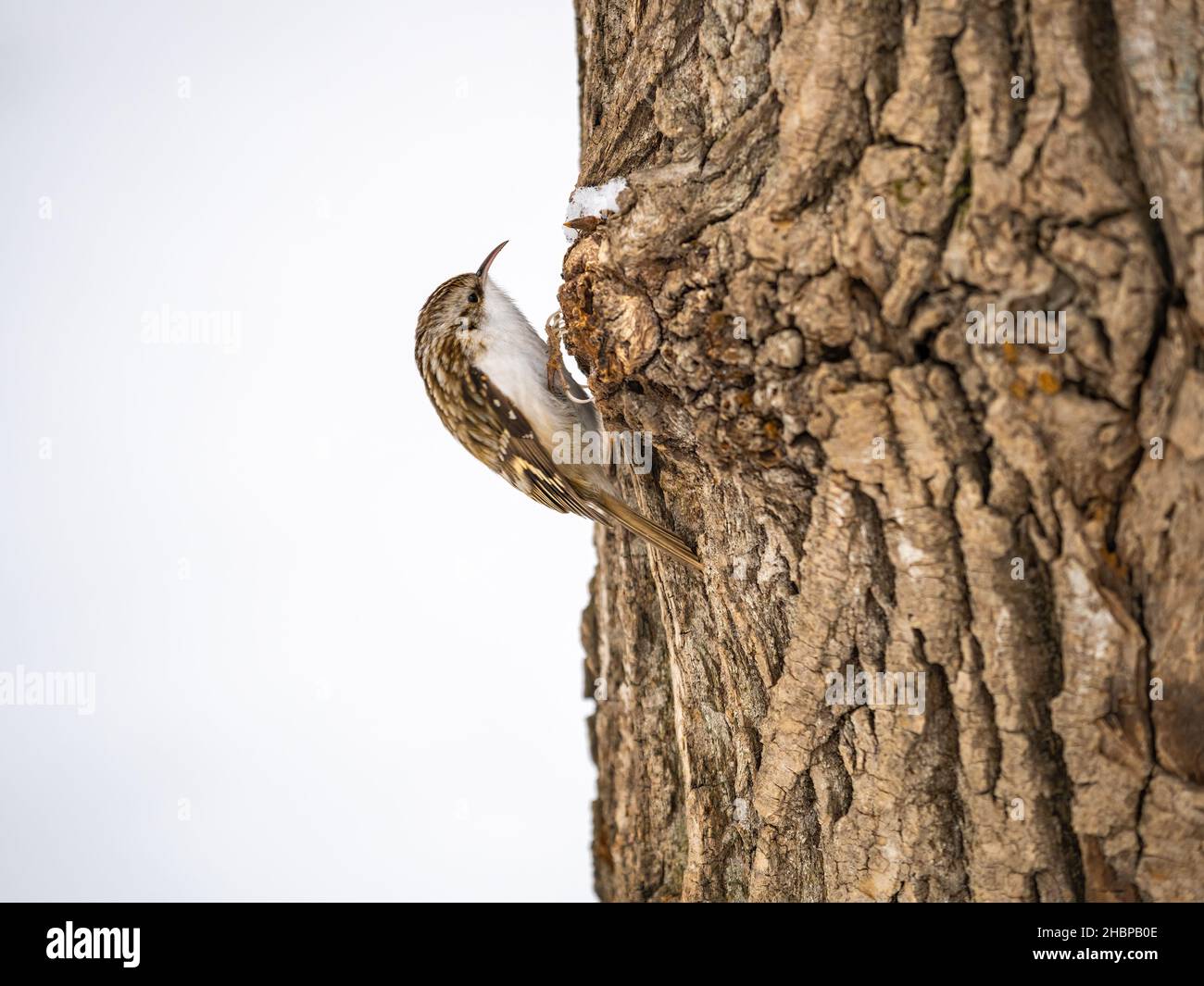 Little bird Eurasian treecreeper crawling on a tree. Cute interesting ...