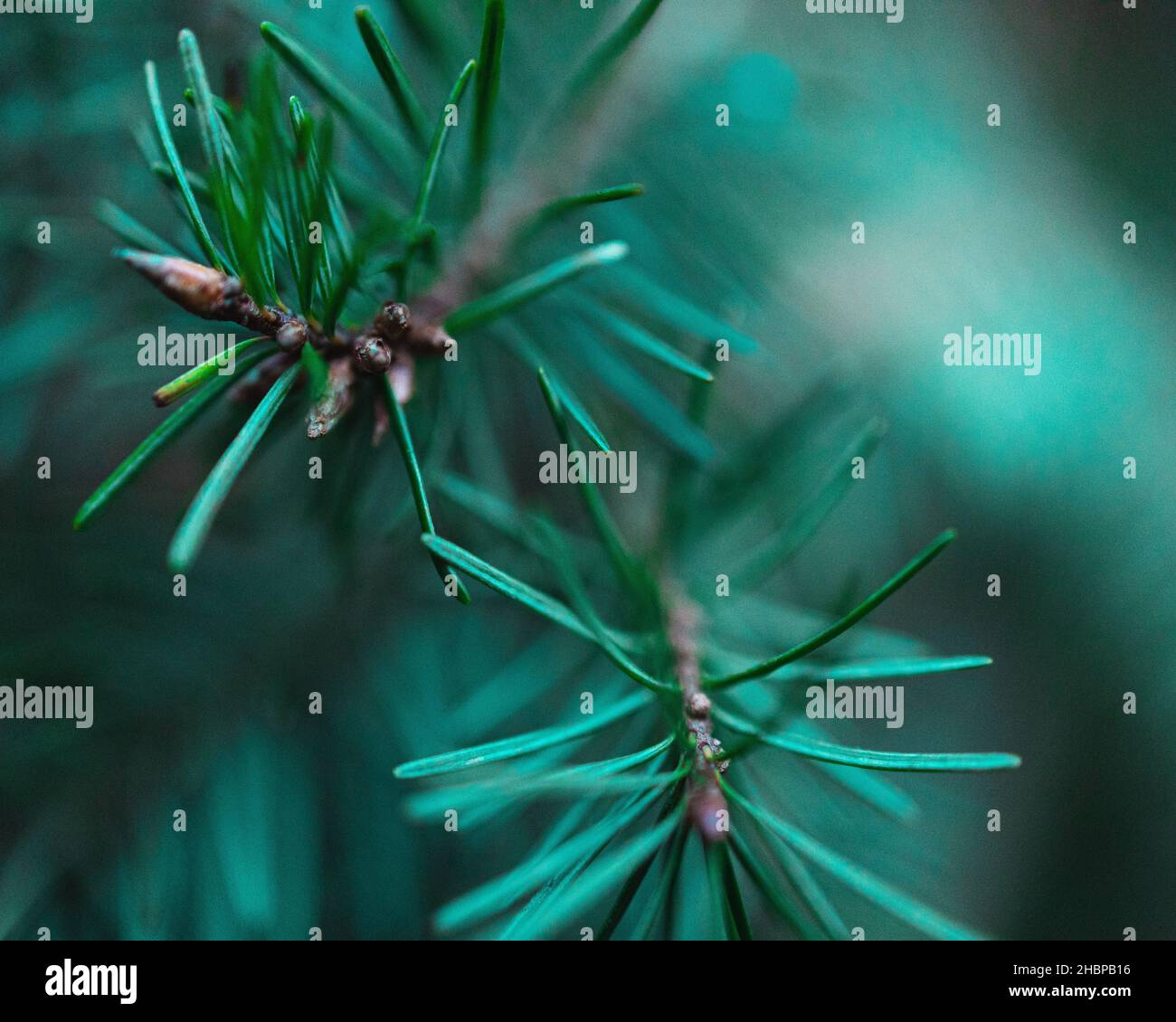 Green douglas fir hi-res stock photography and images - Alamy