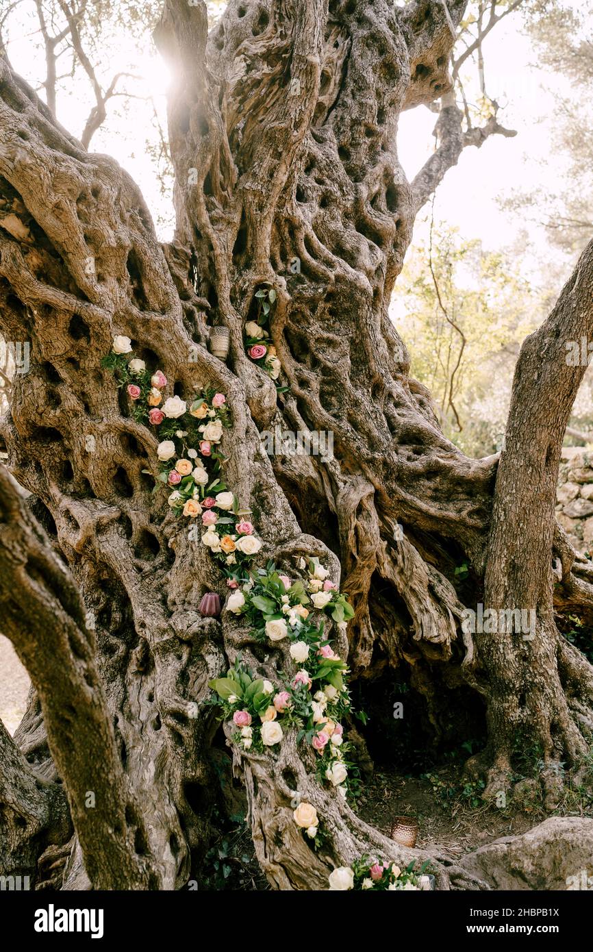 Old olive tree trunk, decorated with a flower arrangement in a grove ...