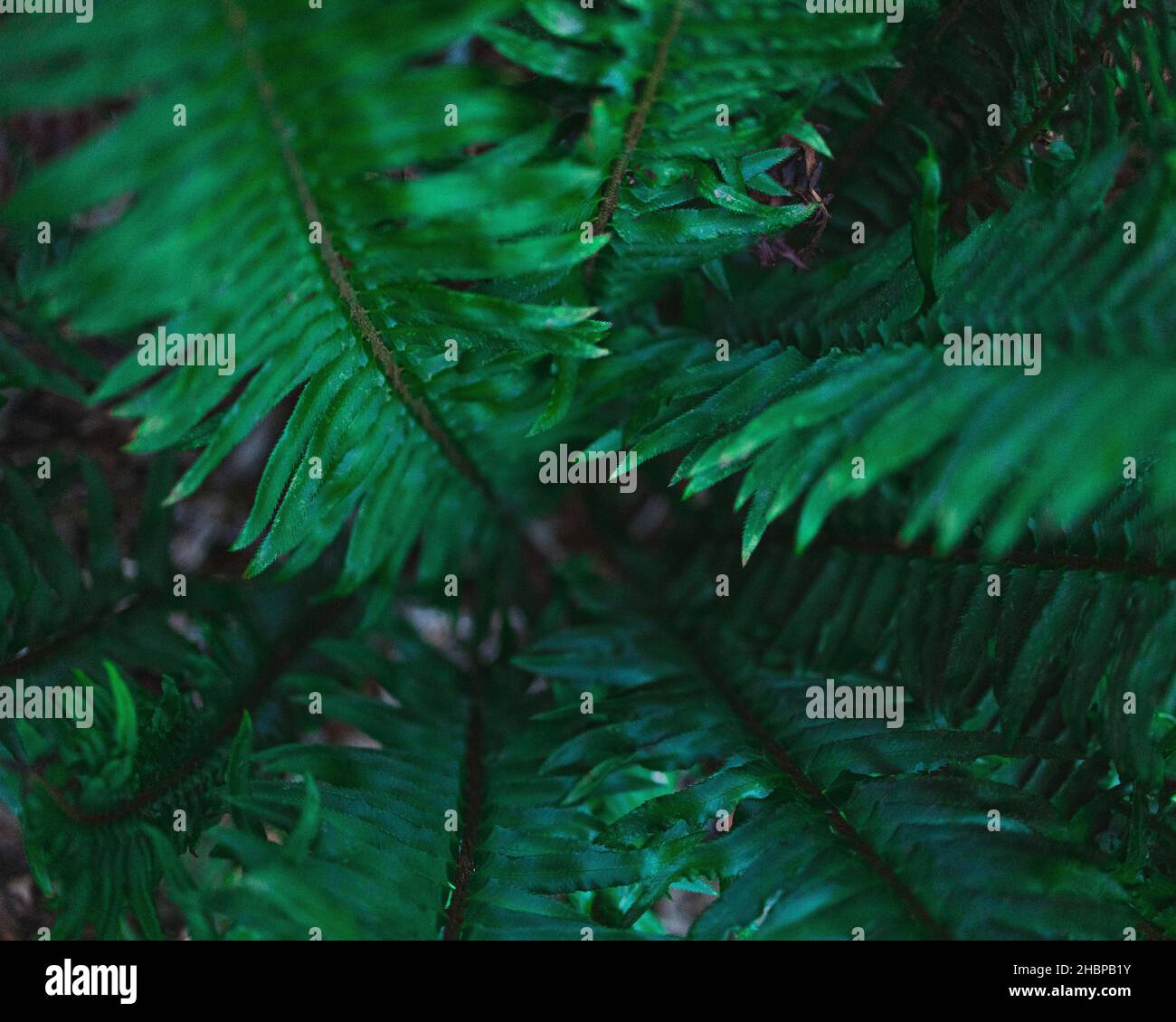 Light green bush hi-res stock photography and images - Alamy