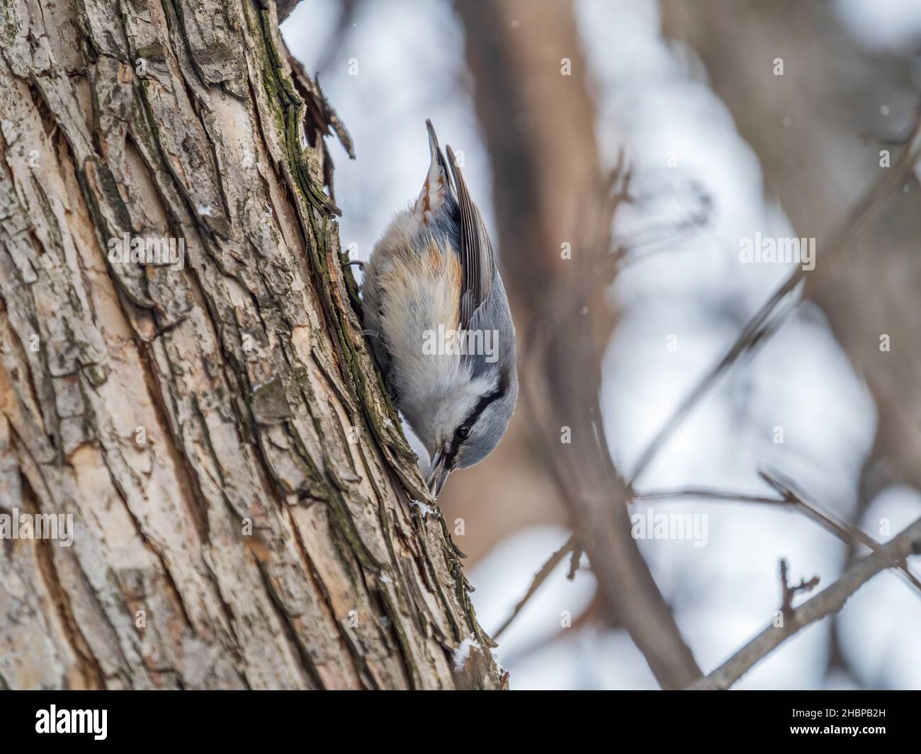 Eurasian nuthatch or wood nuthatch, lat. Sitta europaea, sitting on a ...