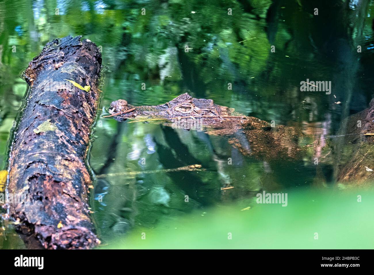 Lurking spectacled caiman (Caiman crocodilus), Cahuita National Park ...