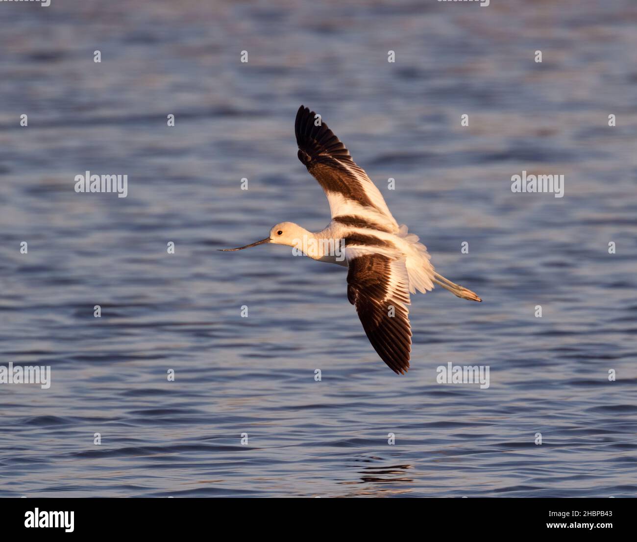 American avocets in flight hi-res stock photography and images - Alamy