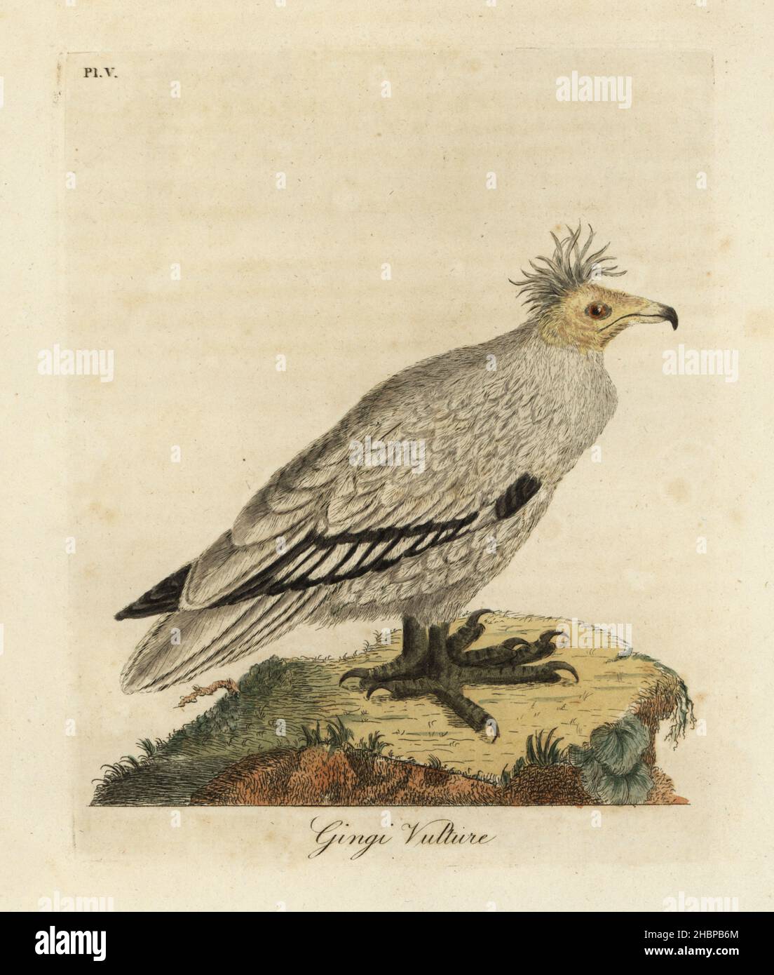 Egyptian Vulture Drawing