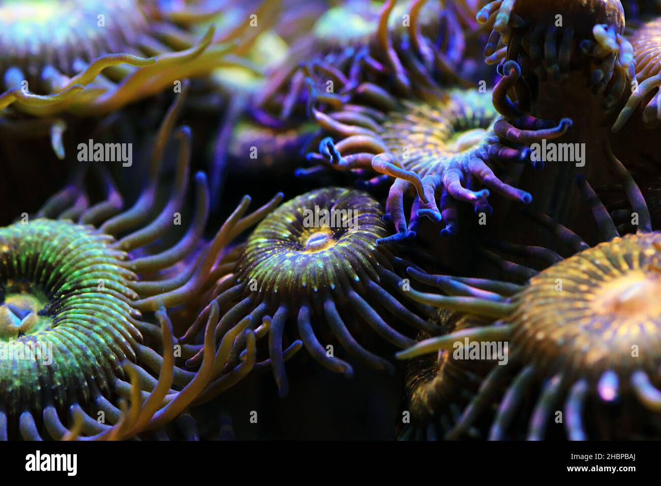 Golden flake Australian Zoathids polyps Stock Photo - Alamy