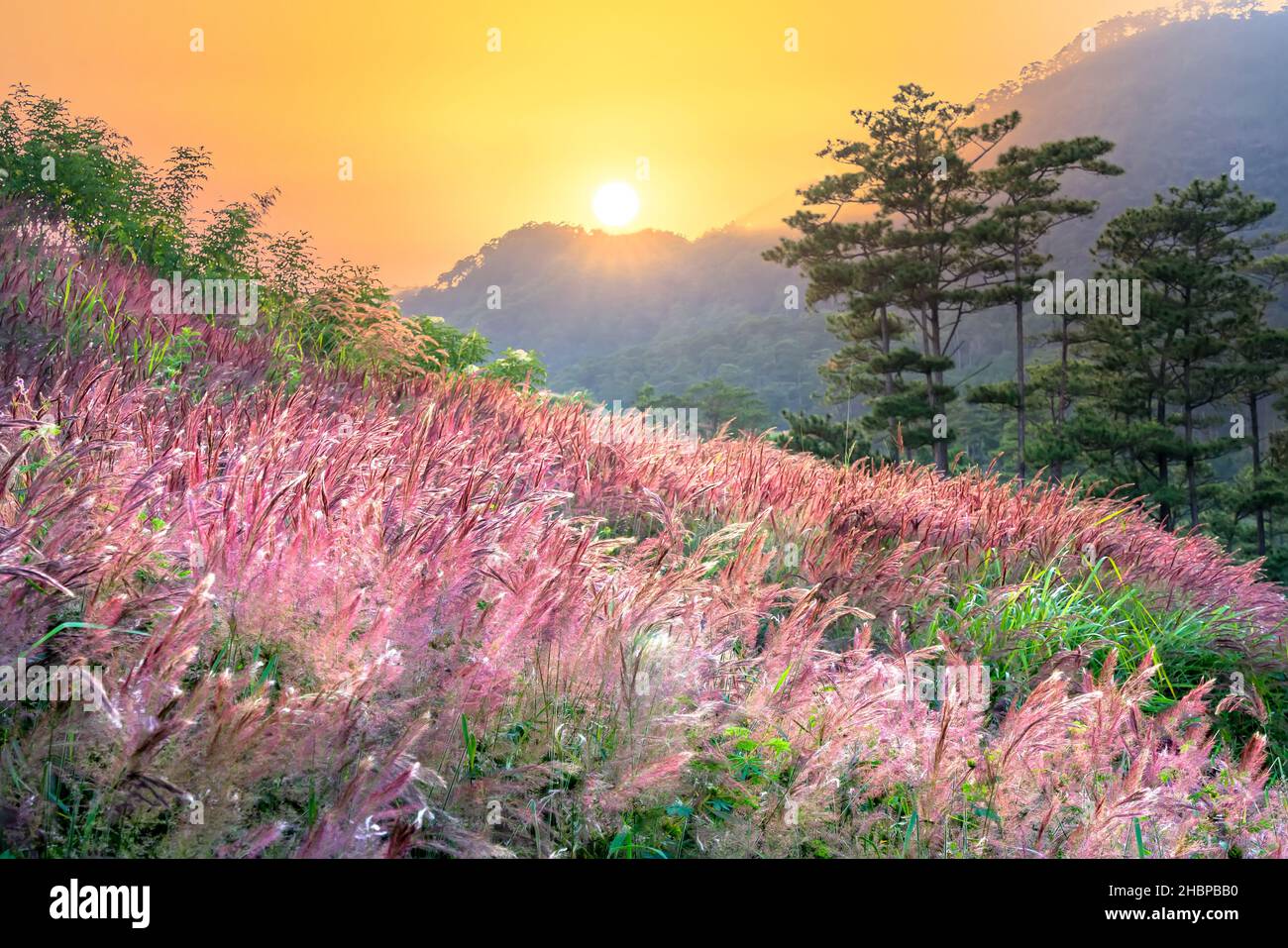 Sunset landscape on the hillside of the forest plateau in Da Lat ...